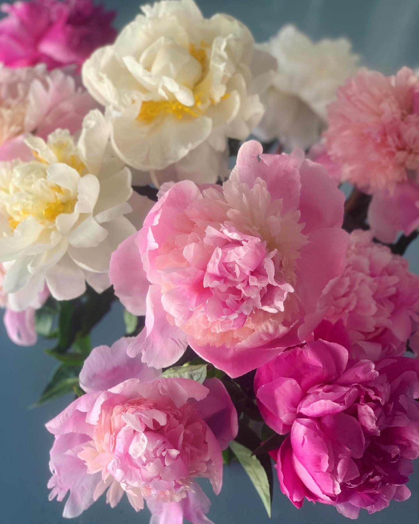 Peony-palooza!