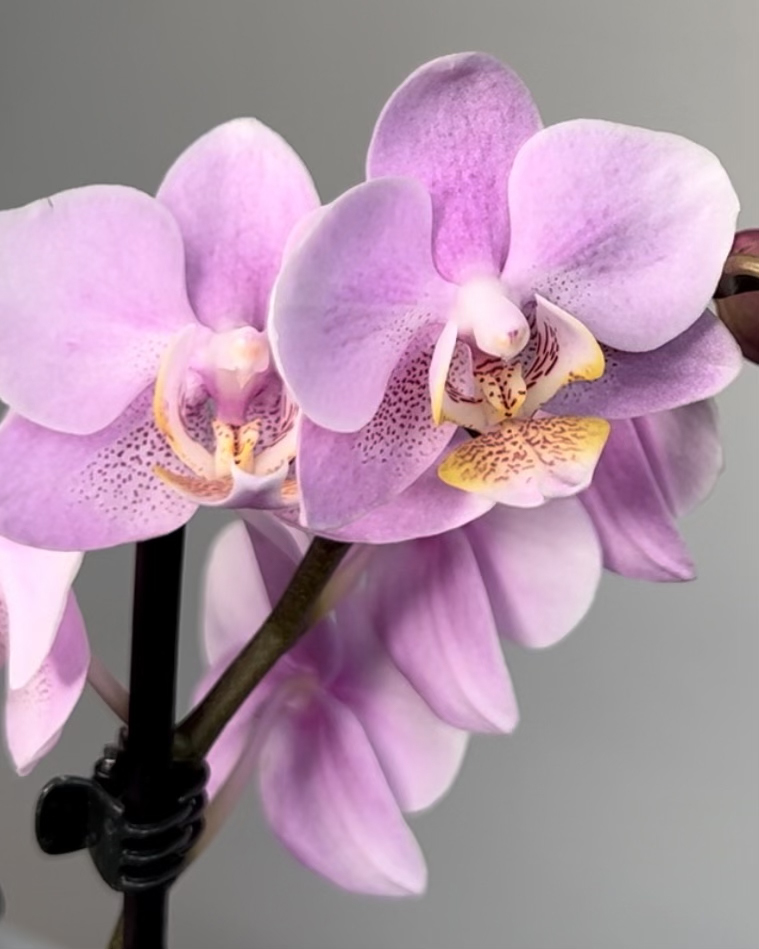 TJ's Spring Floral Tips & Tricks